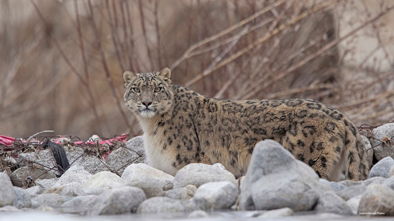 Introducing You To The Snow Leopard Journey In India