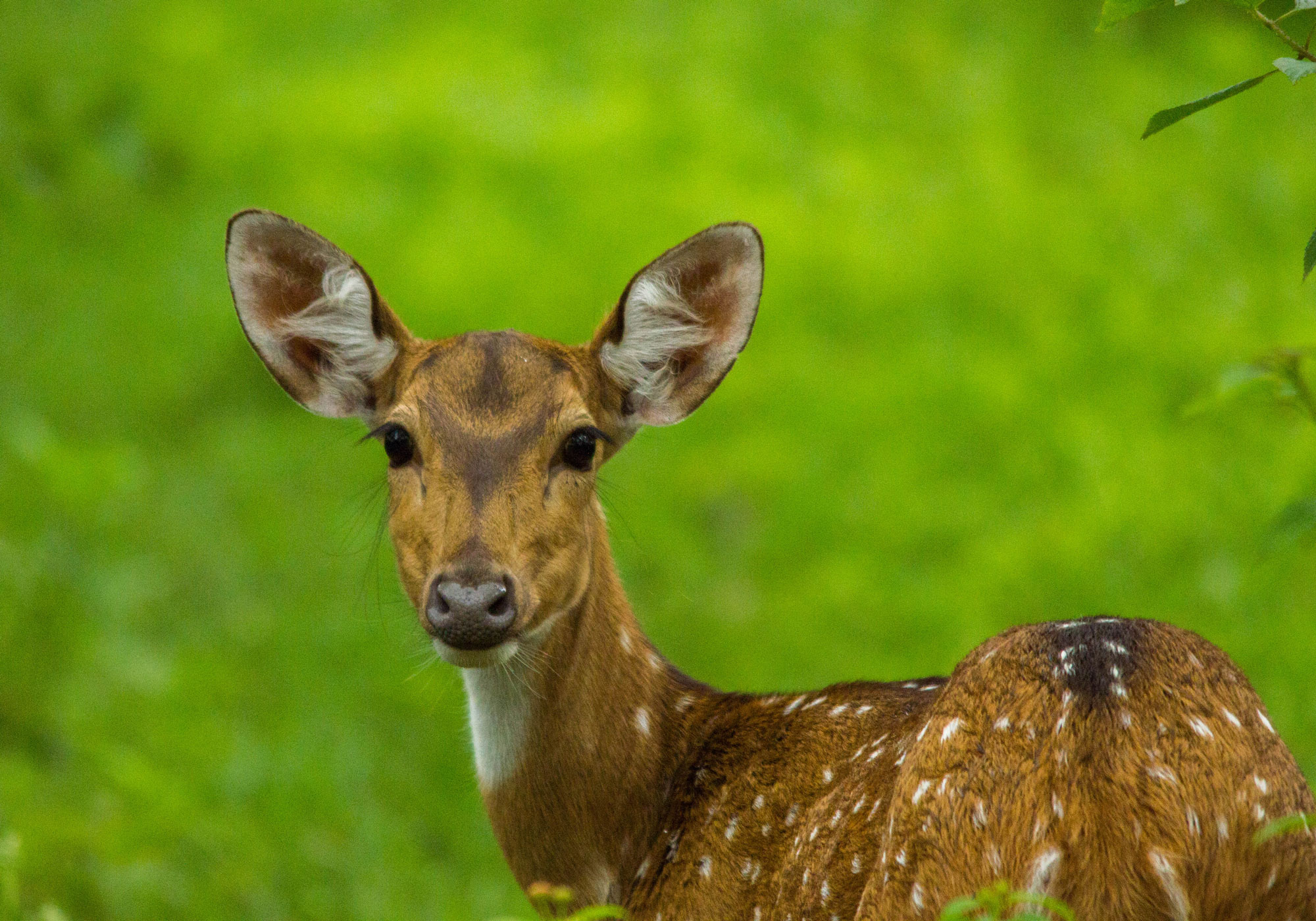 Complete Guide to Exploring Bandipur National Park