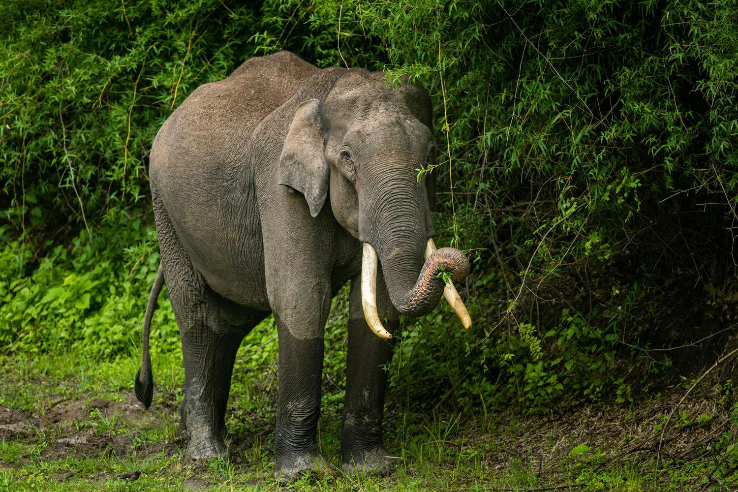 Bandipur Travel Itinerary: A Two-Day Adventure Guide